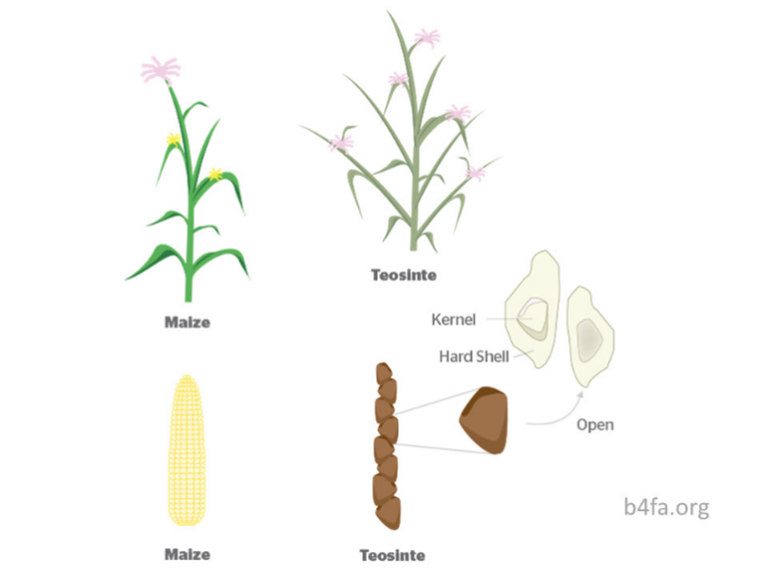 Corn supremacy: the power of the Mexican maize crop | School of Global ...