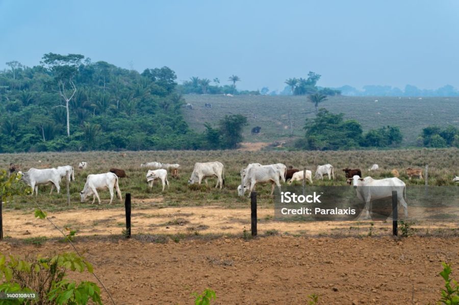 The expansion of livestock farming in the Brazilian Amazon and the ...