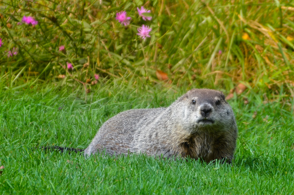Groundhog day: Is the Government White Paper on trade and Customs Bill ...